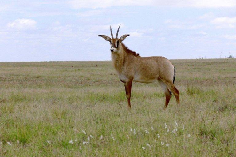 16 Wild Animals in Senegal [Wildlife in Senegal] - Kevmrc