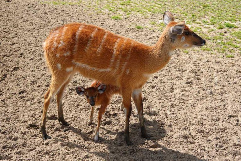 15 Wild Animals in Benin [Wildlife in Benin] - Kevmrc