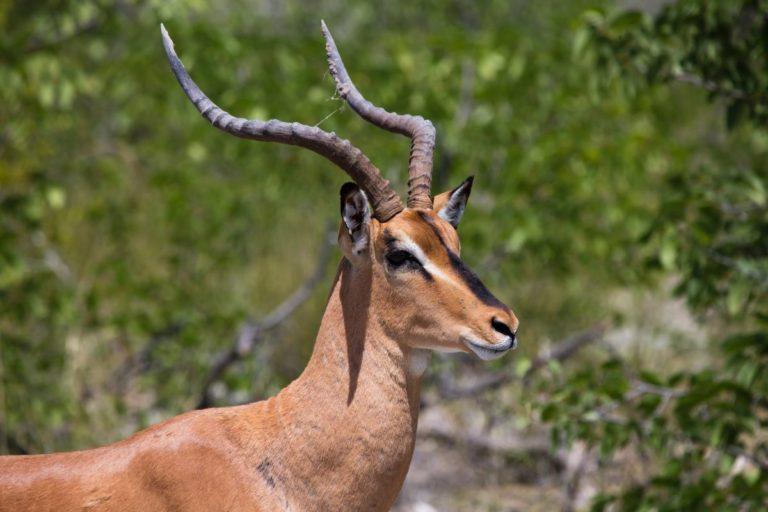 13 Wild Animals in Somalia [Wildlife in Somalia] - Kevmrc