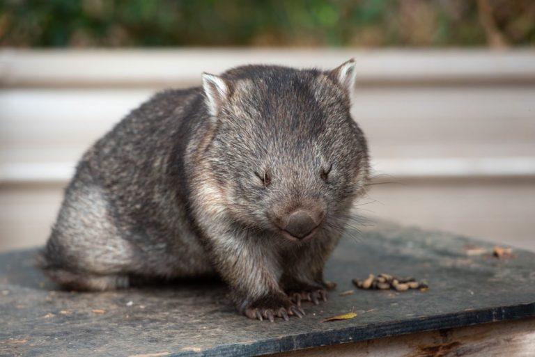 13 Wild Animals in Victoria [Wildlife in Victoria] - Kevmrc