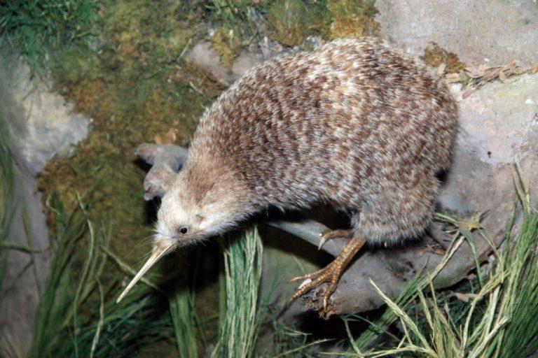 33 Wild Animals in New Zealand [Wildlife in New Zealand] - Kevmrc