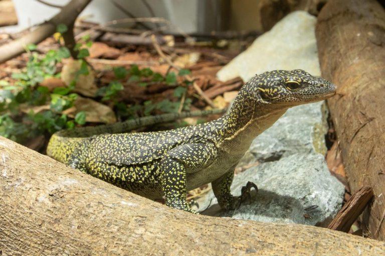 10 Wild Animals in Micronesia [Wildlife in Micronesia] - Kevmrc