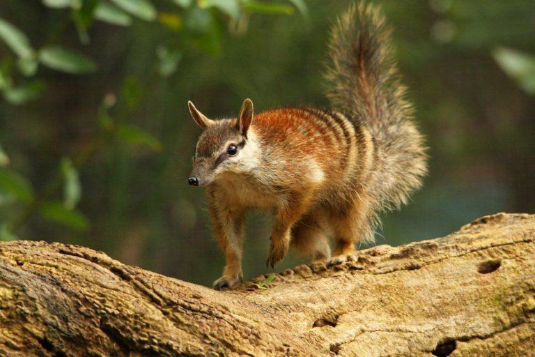 21 Wild Animals in Western Australia [Wildlife in Western Australia]