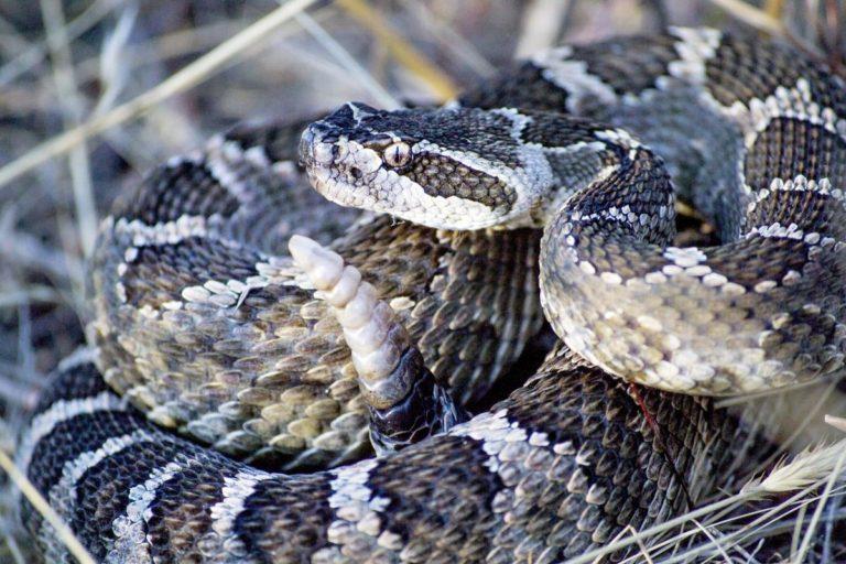 28 Wild Animals in Canada [Wildlife in Canada] - Kevmrc