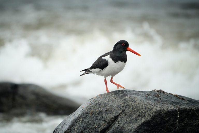 33 Wild Animals in New Zealand [Wildlife in New Zealand] - Kevmrc
