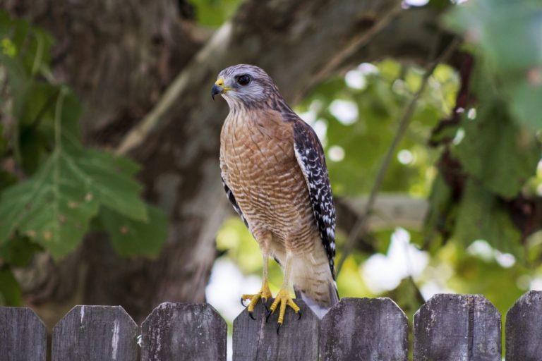 13 Wild Animals in Iowa [Wildlife in Iowa] - Kevmrc
